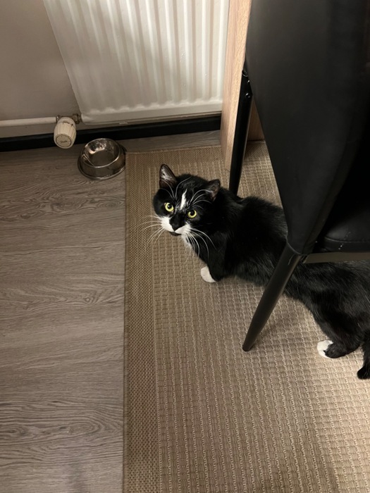 Kodin saanut: Nyyti :: kainuunkissanystavat