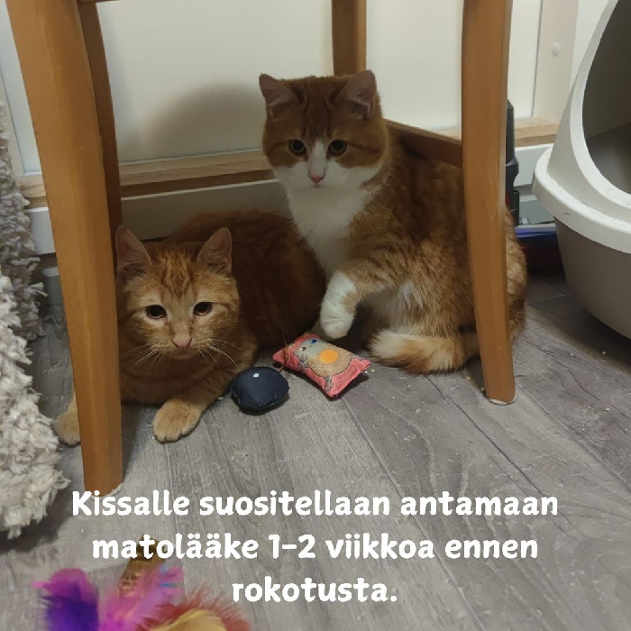 Kissan rokotus :: kainuunkissanystavat