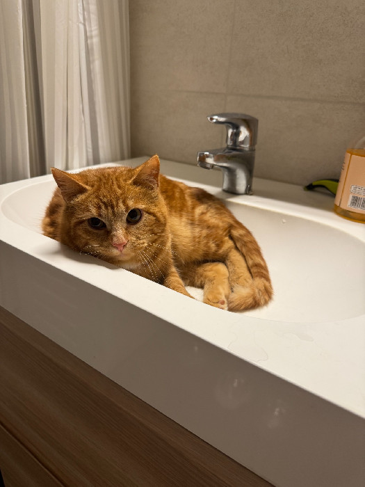 Kodin saaneet: Nala ja Oliver :: kainuunkissanystavat